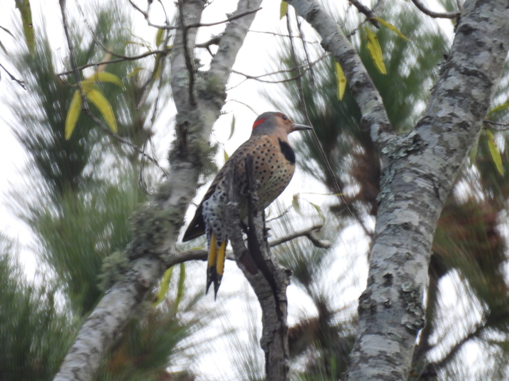 Northern Flicker from Johns Island, Charleston, SC, US on November 3 ...