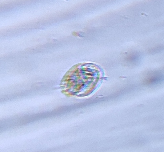 Aspidisca in October 2023 by Degtyarev Nikolai Ivanovich · iNaturalist