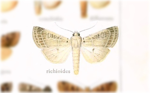 Dichagyris richioides · iNaturalist