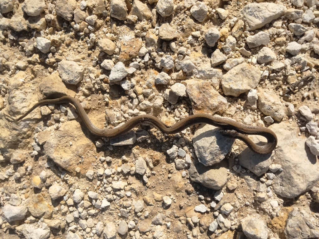 DeKay's Brownsnake in November 2023 by Tyler Connell · iNaturalist