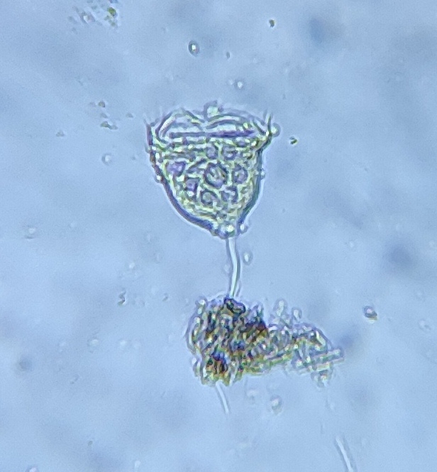 Sessilida in October 2023 by Degtyarev Nikolai Ivanovich · iNaturalist