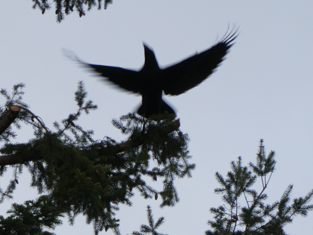 Common Raven from Bay St, Nanaimo, BC, CA on November 3, 2023 at 09:21 ...