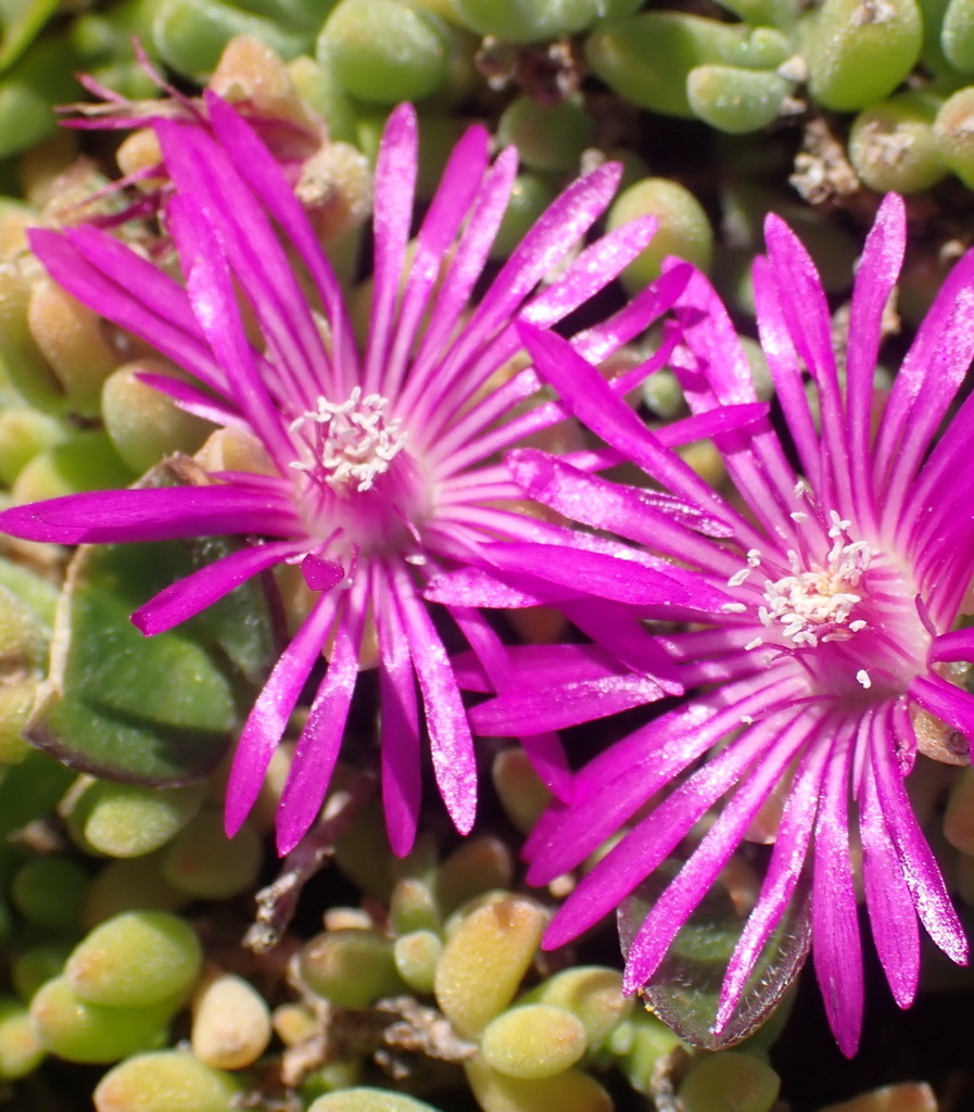 Pale dewplant from Cape St Francis, 6313, South Africa on October 29 ...