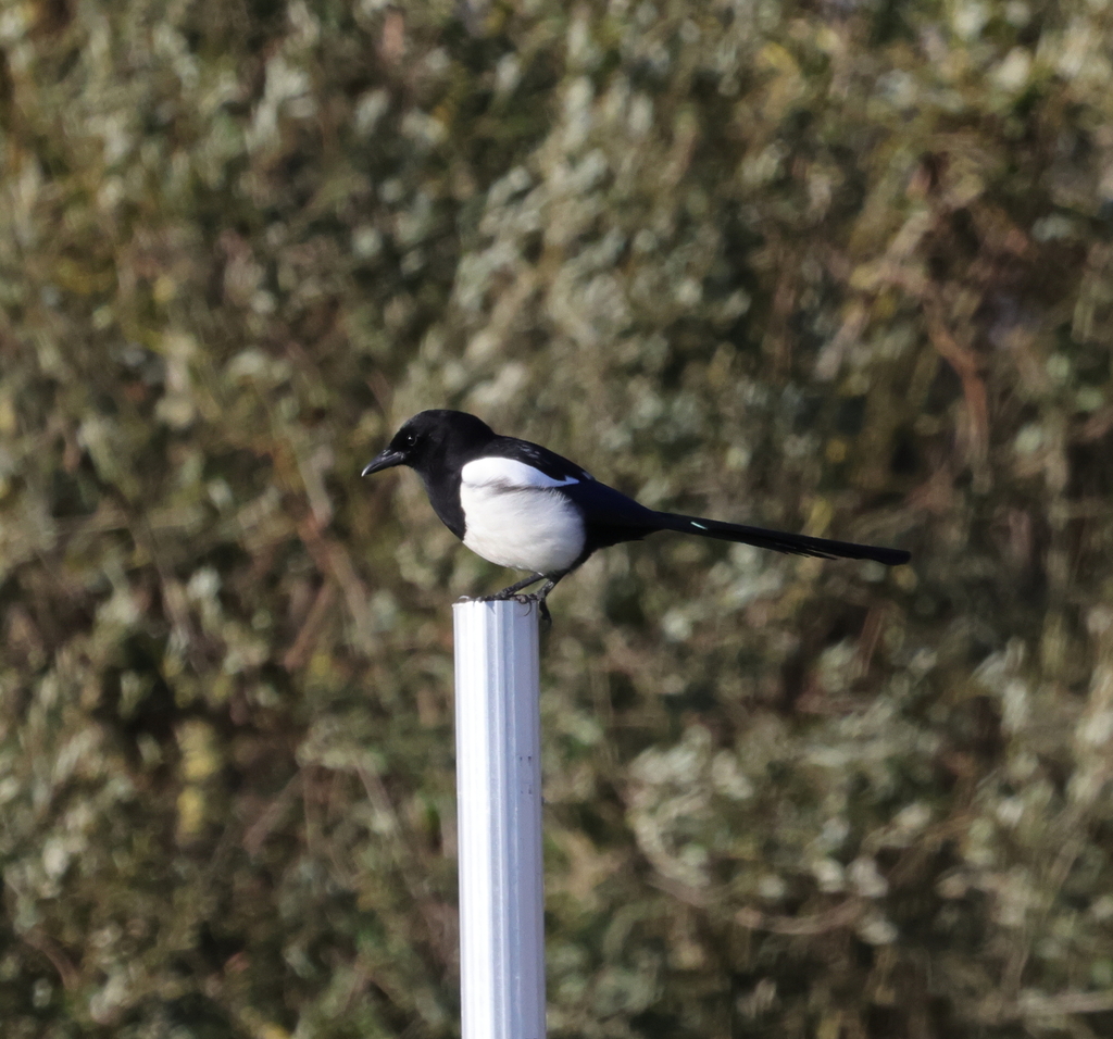 Eurasian Magpie from Gonfreville-l'Orcher, France on November 3, 2023 ...