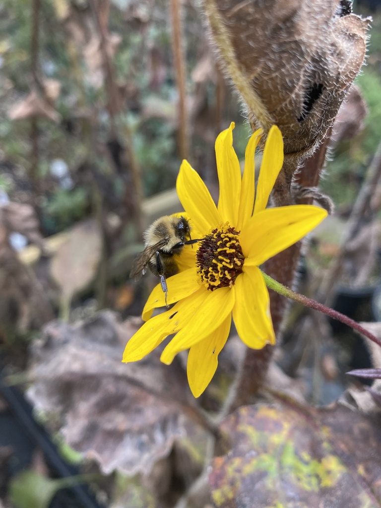 Common Eastern Bumble Bee from Cherokee National Forest, Vonore, TN, US ...