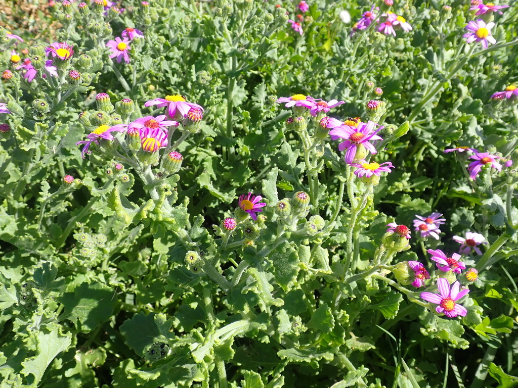 Red-purple Ragwort from Cape St Francis, 6313, South Africa on October ...