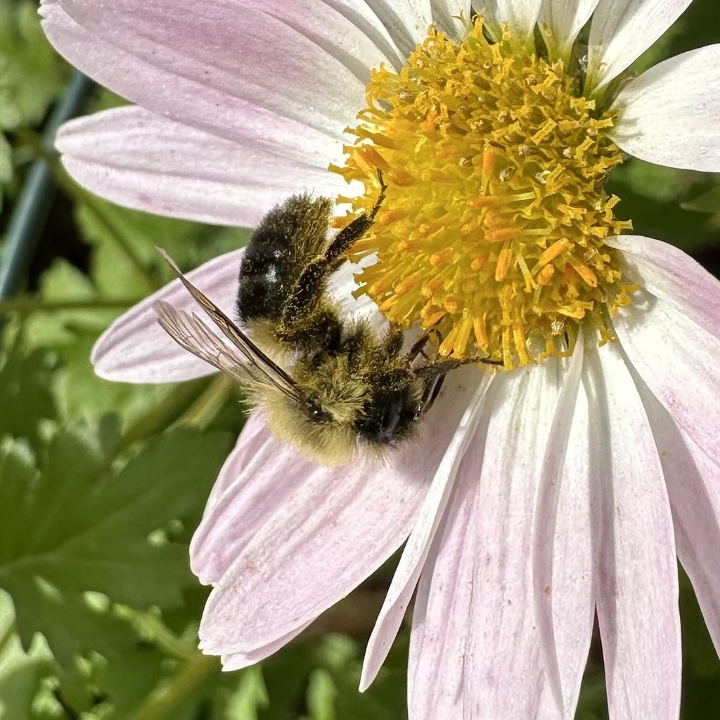 Common Eastern Bumble Bee from Niles Ave, Saint Joseph, MI, US on ...