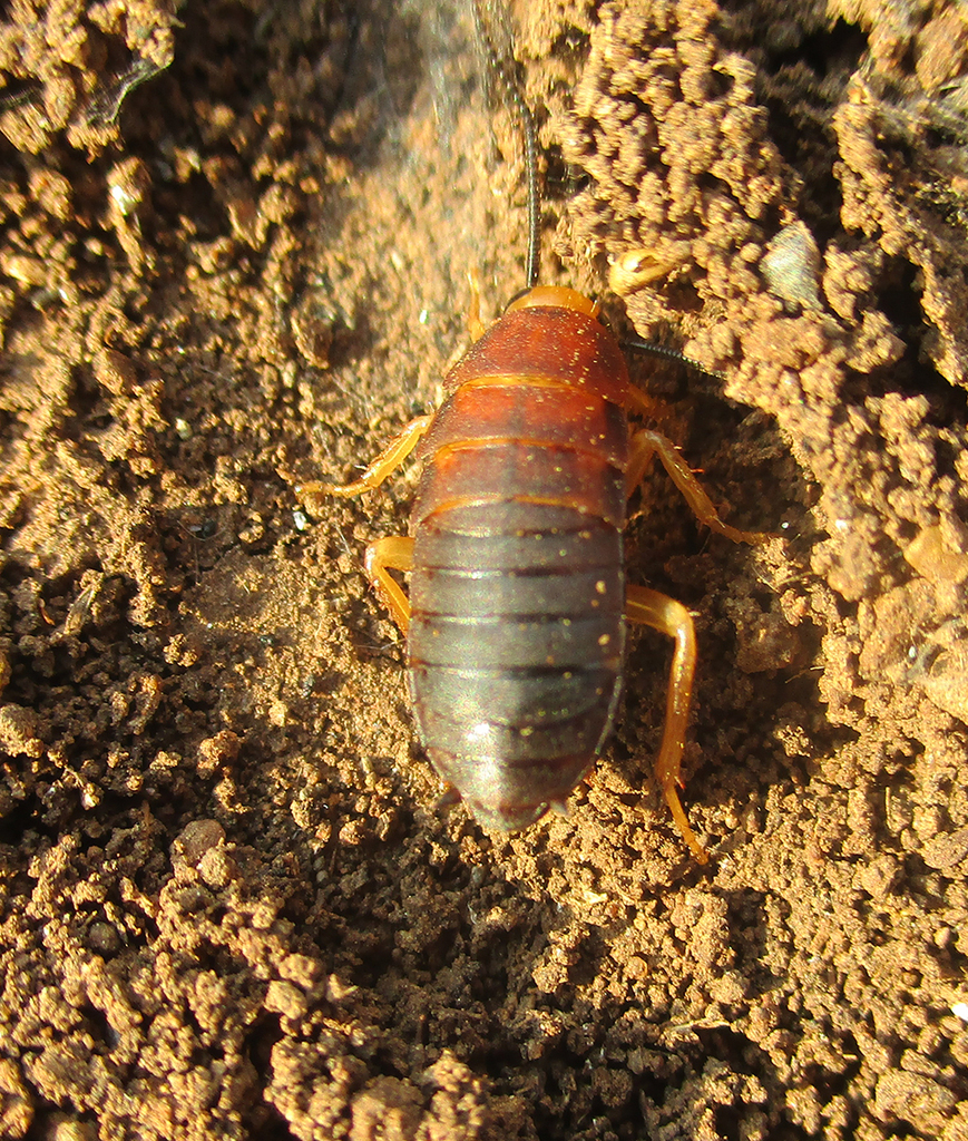Hunchback Cockroaches from Serowe Botswana on November 2, 2023 by ...