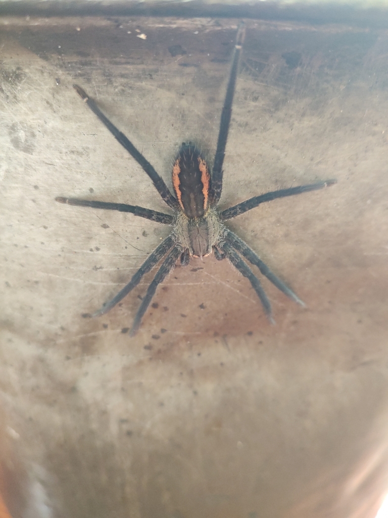 Tiger Bromeliad Spider from 95423 Paraíso Novillero, Ver., México on ...
