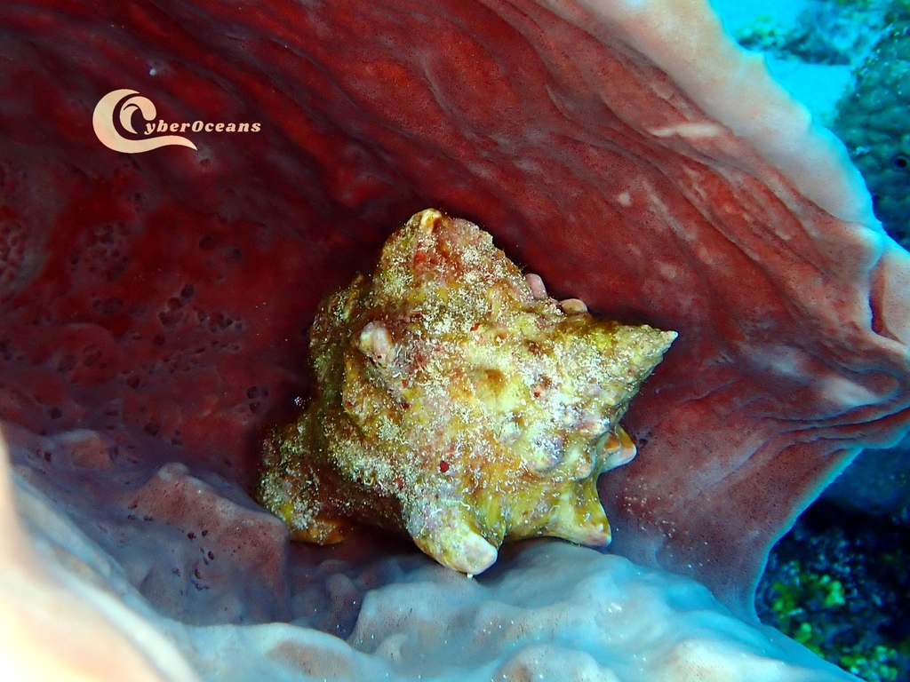 Queen Conch from San Miguel de Cozumel, Quintana Roo, México on October ...