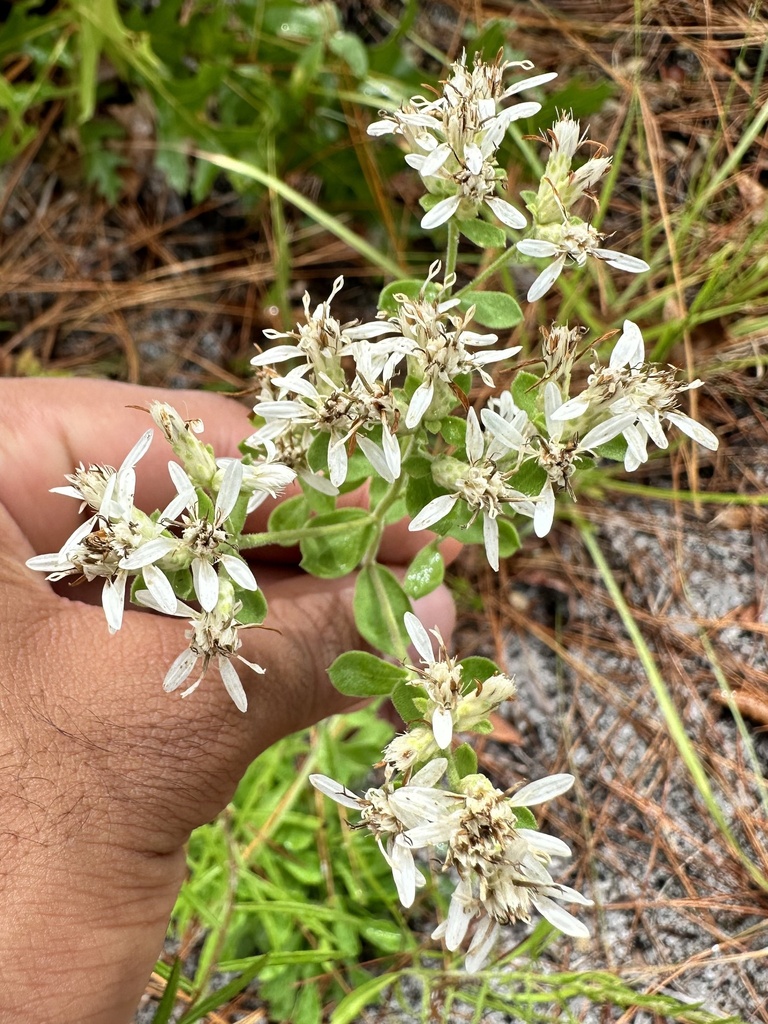 Dixie aster from Julington-Durbin Creek Preserve, Jacksonville, FL, US ...