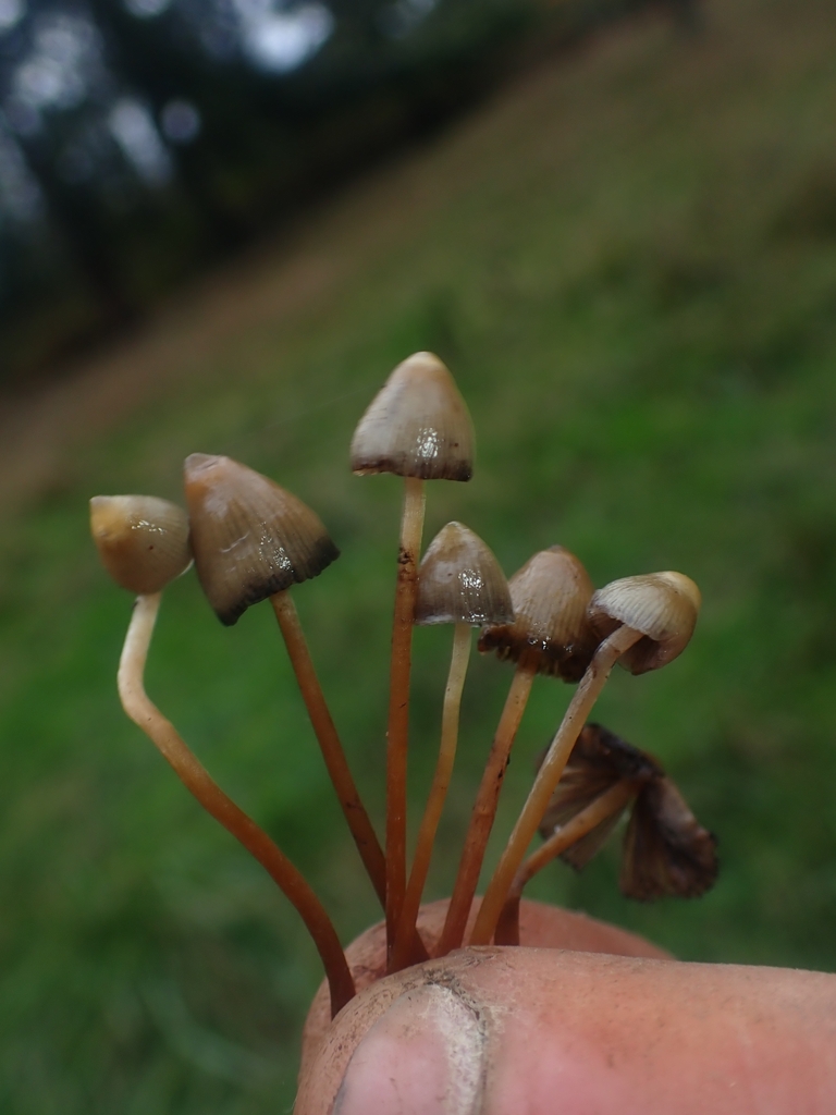 Liberty Cap in November 2023 by Rand Workman · iNaturalist