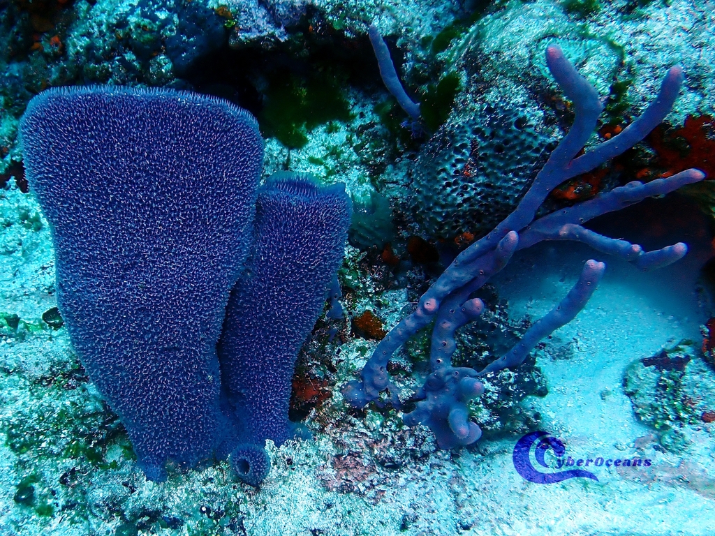 Pink Vase Sponge from San Miguel de Cozumel, Quintana Roo, México on ...