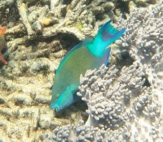 Sixband Parrotfish from Douglas, QLD, Australia on October 24, 2022 at ...