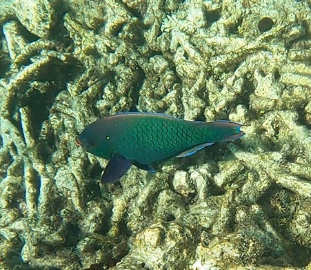 Swarthy Parrotfish from Douglas, QLD, Australia on October 24, 2022 at ...