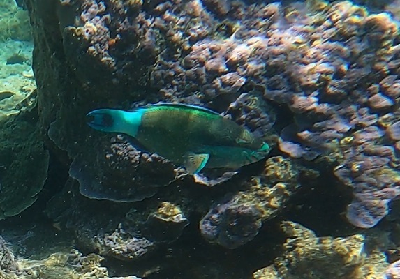 Sixband Parrotfish from Douglas, QLD, Australia on October 24, 2022 at ...