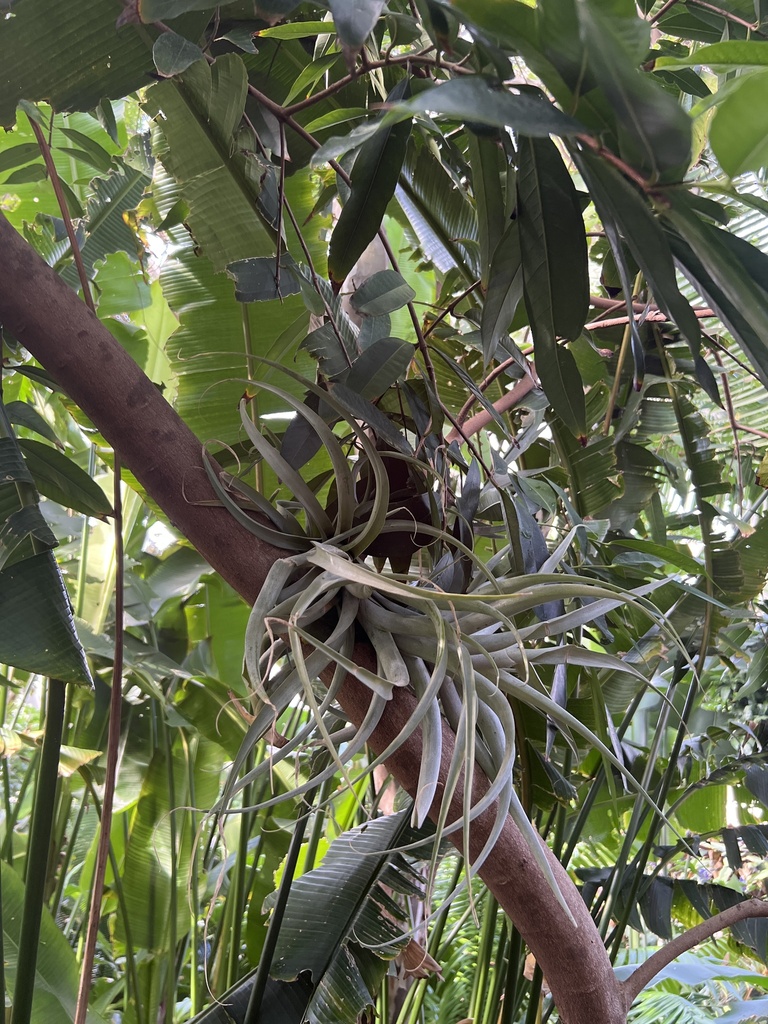 Western Poplar Sphinx from Jardín Botánico de Denver, Denver, CO, US on ...