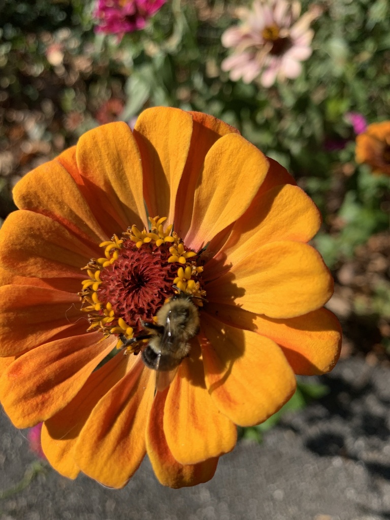Common Eastern Bumble Bee from W Northern Pkwy, Baltimore, MD, US on ...