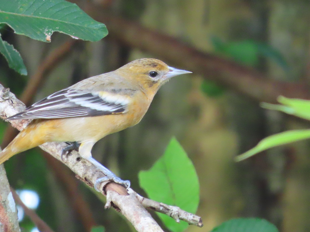 Baltimore Oriole from Urb. Altamar, Los Algarrobos, Panamá on November ...
