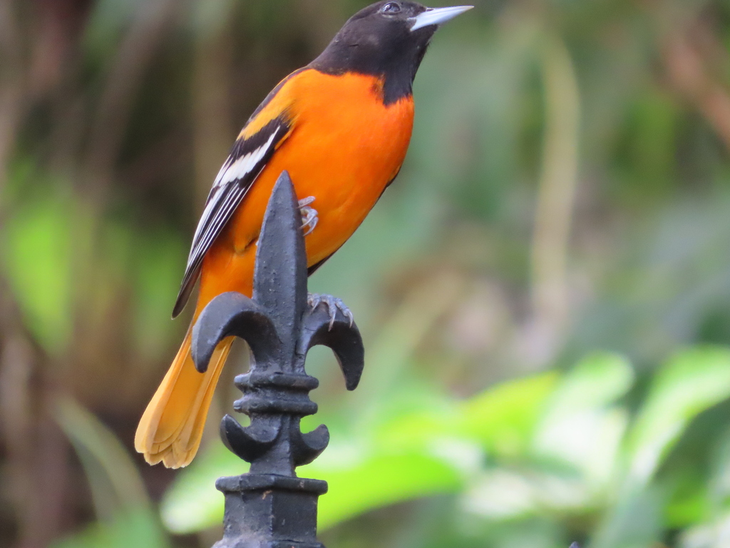 Baltimore Oriole from Urb. Altamar, Los Algarrobos, Panamá on November ...