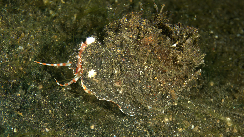 common distorsio from Lembeh Strait, Indonesia on September 13, 2023 at ...