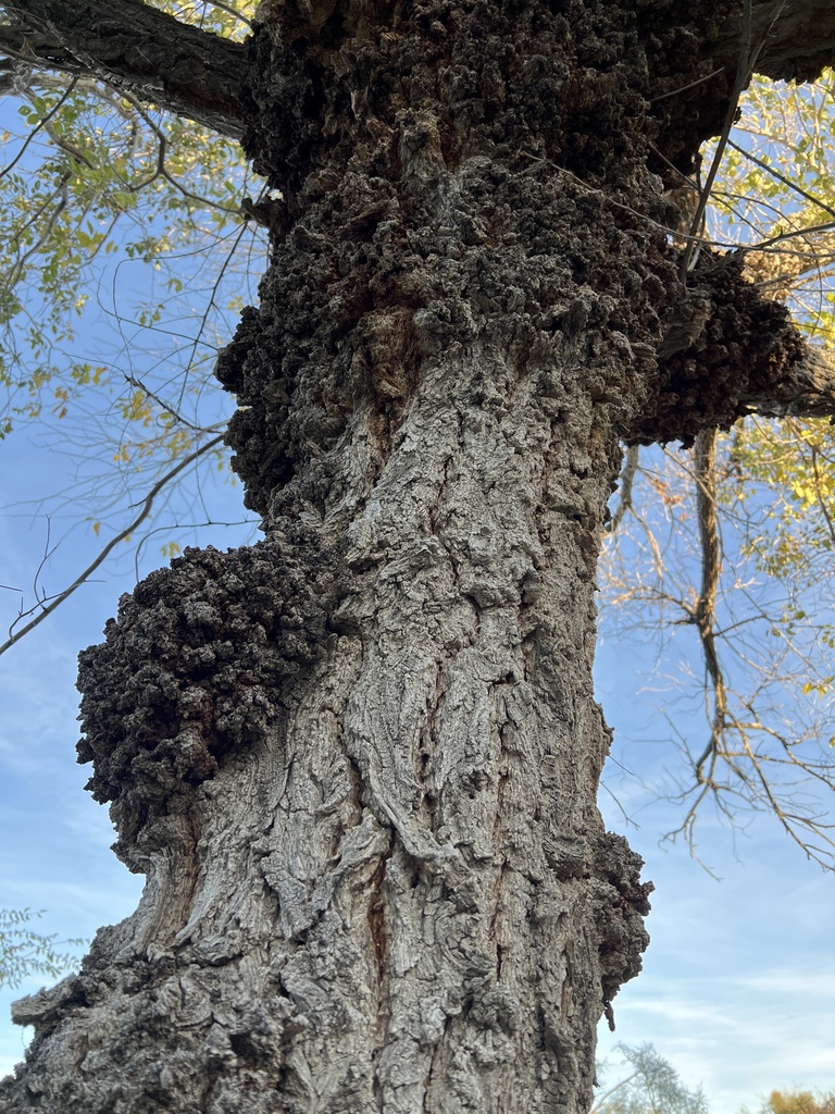 Corky bark disease from Tule Springs Fossil Beds National Monument, Las ...