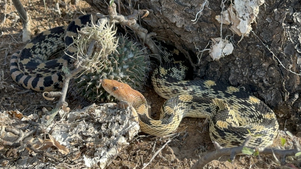 Mexican Bull Snake from Villa de Reyes, S.L.P., México on October 31 ...