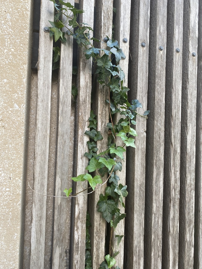 common ivy from The University of Texas at San Antonio, San Antonio, TX ...