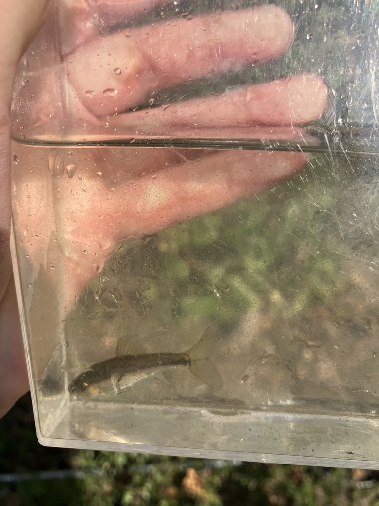Fathead Minnow from Powderhorn Lake, Minneapolis, MN, US on November 3 ...