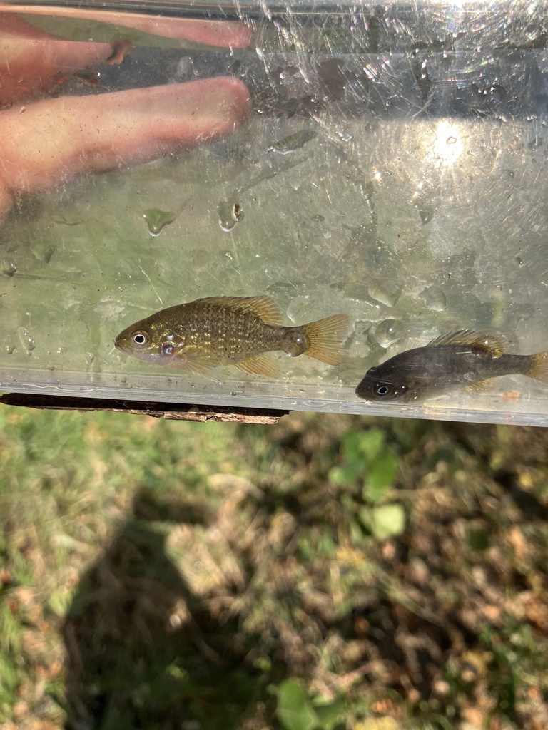 Green Sunfish from Powderhorn Lake, Minneapolis, MN, US on November 3 ...
