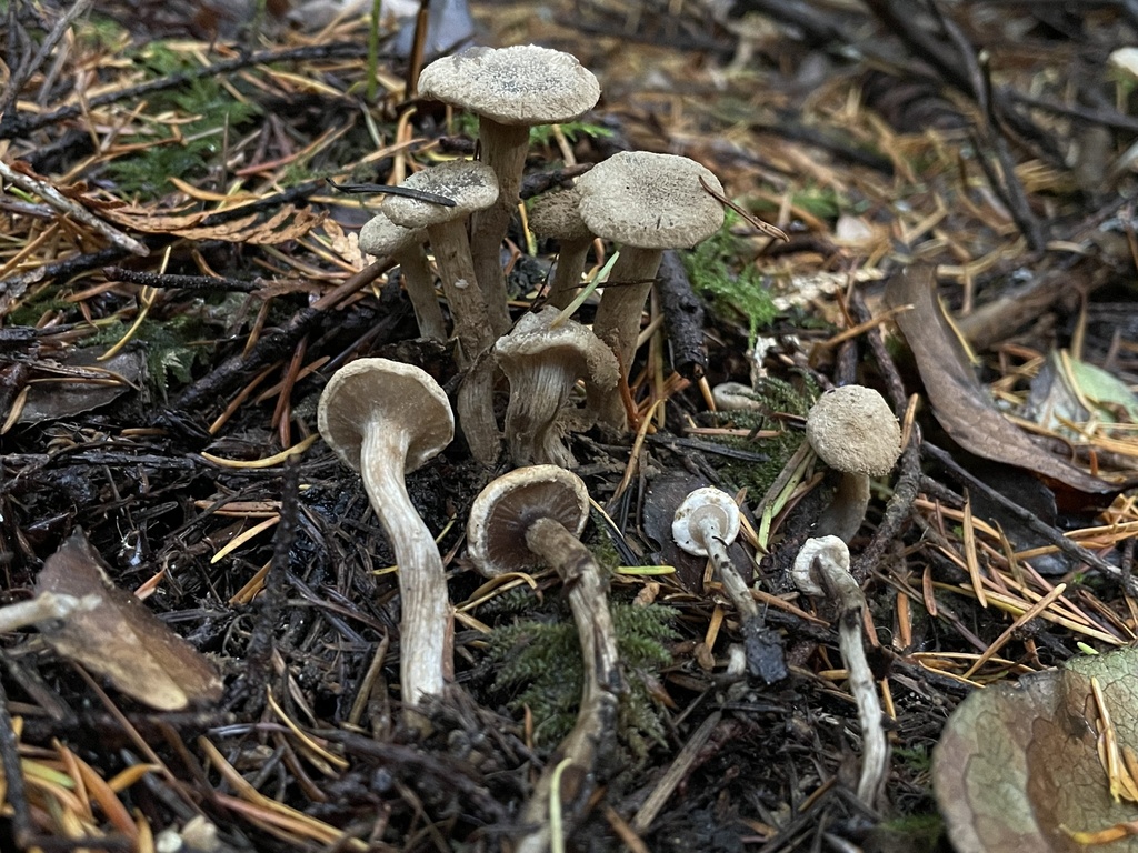 Powder Cap from Grand Forest East, Bainbridge Island, WA, US on ...