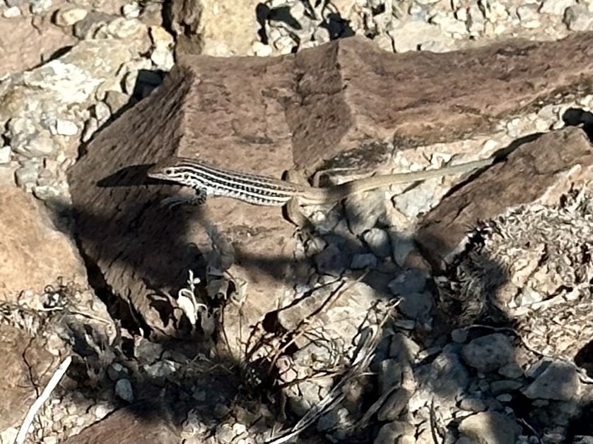 Plateau Spotted Whiptail in October 2023 by debm · iNaturalist