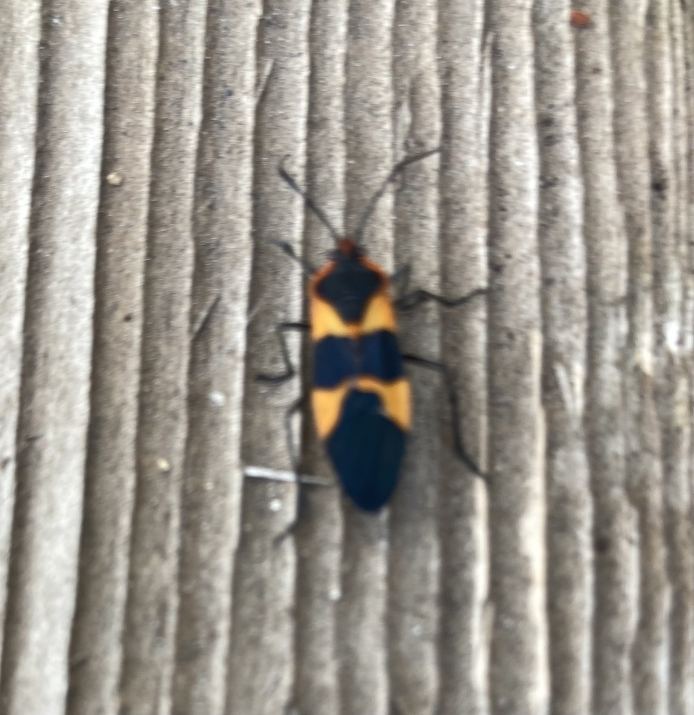 Large Milkweed Bug from Lord St, Indianapolis, IN, US on November 3 ...