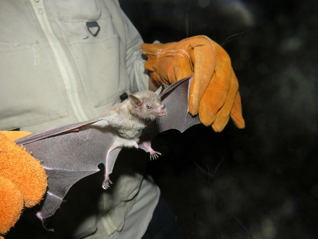 Lesser Long-nosed Bat in February 2019 by Murillo · iNaturalist