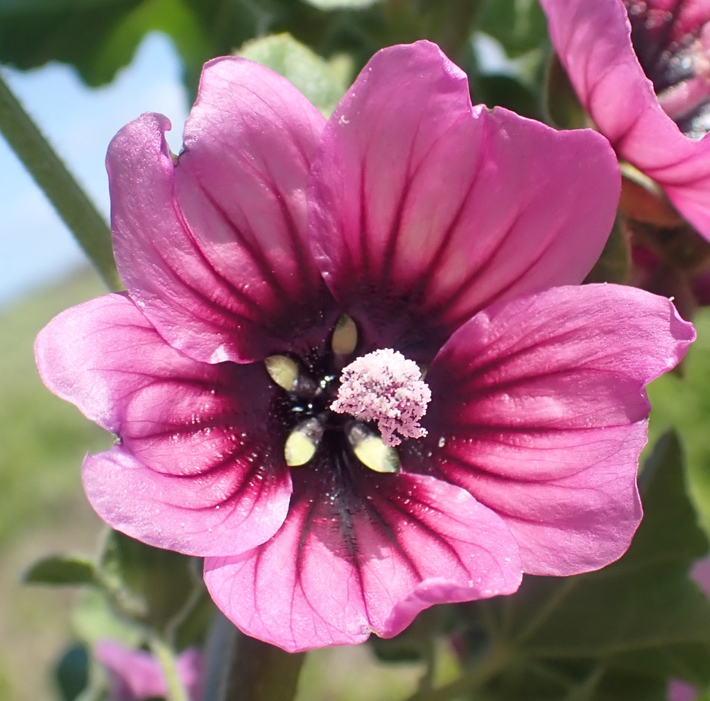 Tree Mallow from Cape St Francis, 6313, South Africa on October 29 ...