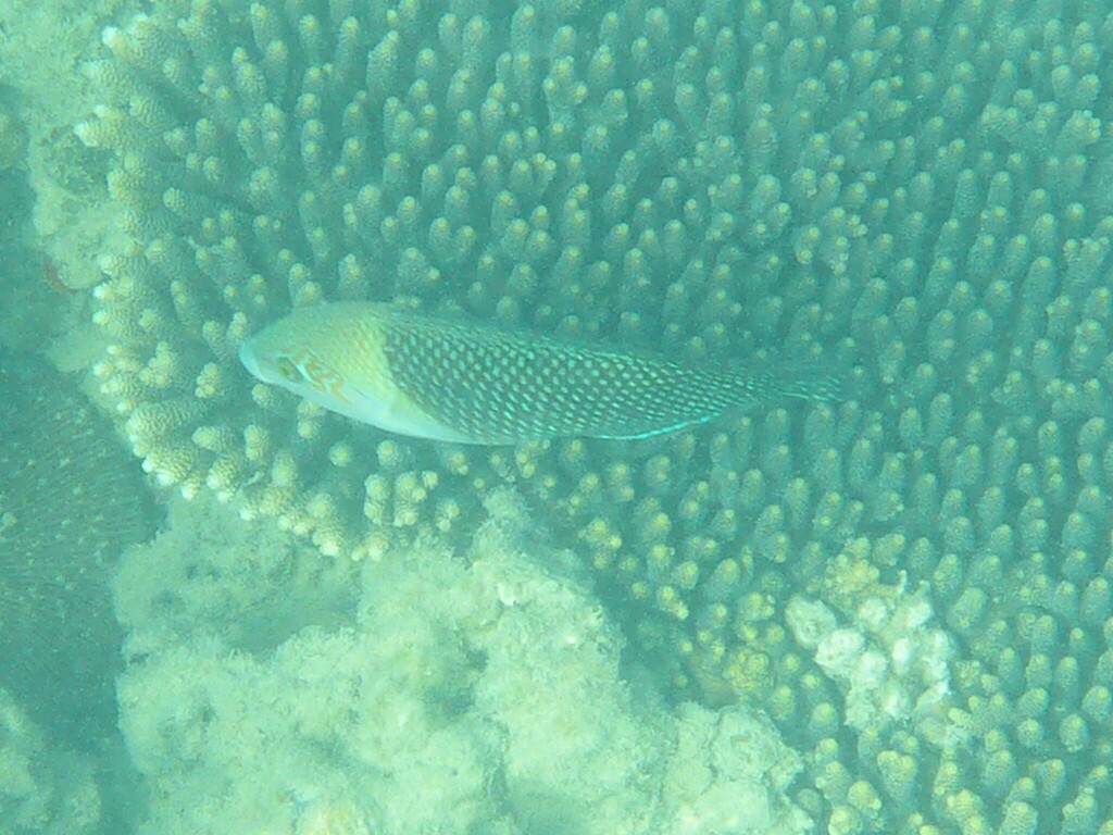 Blackeye Thicklip from Livingstone, QLD, Australia on August 6, 2023 at ...