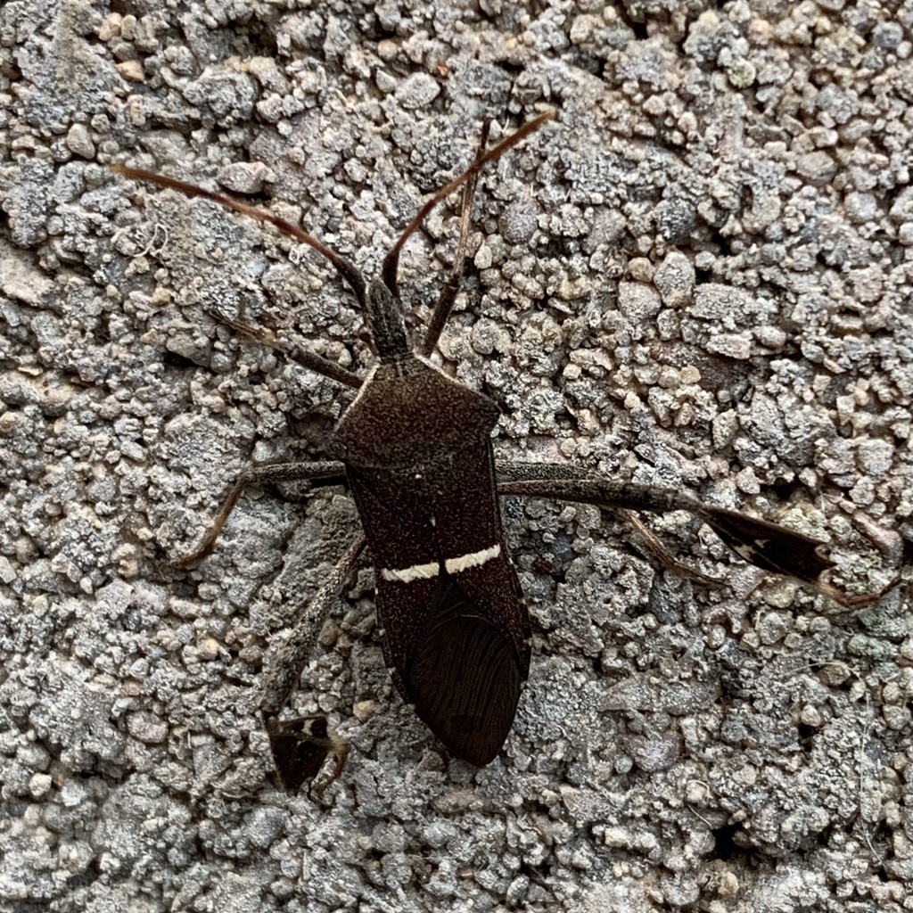 Eastern Leaf-footed Bug from SH-105, Conroe, TX, US on November 3, 2023 ...