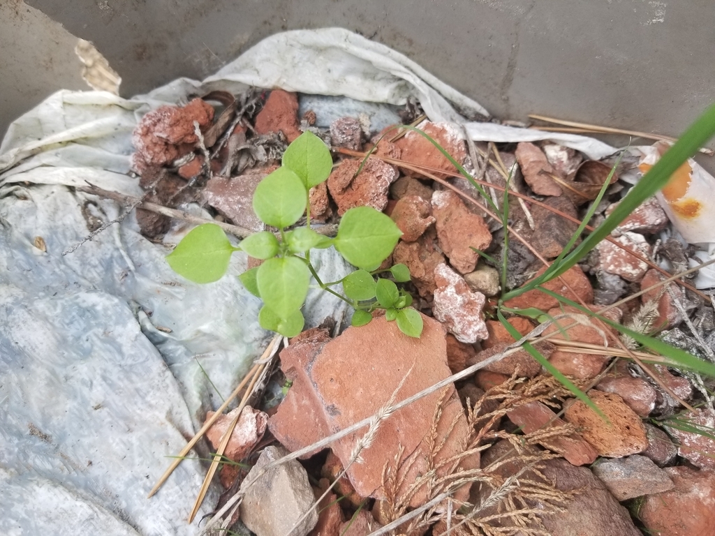 Florida Pellitory in November 2023 by Malena · iNaturalist