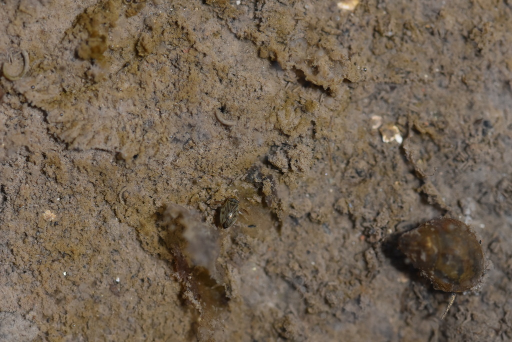 Micronecta in August 2022 by Karl Feng · iNaturalist