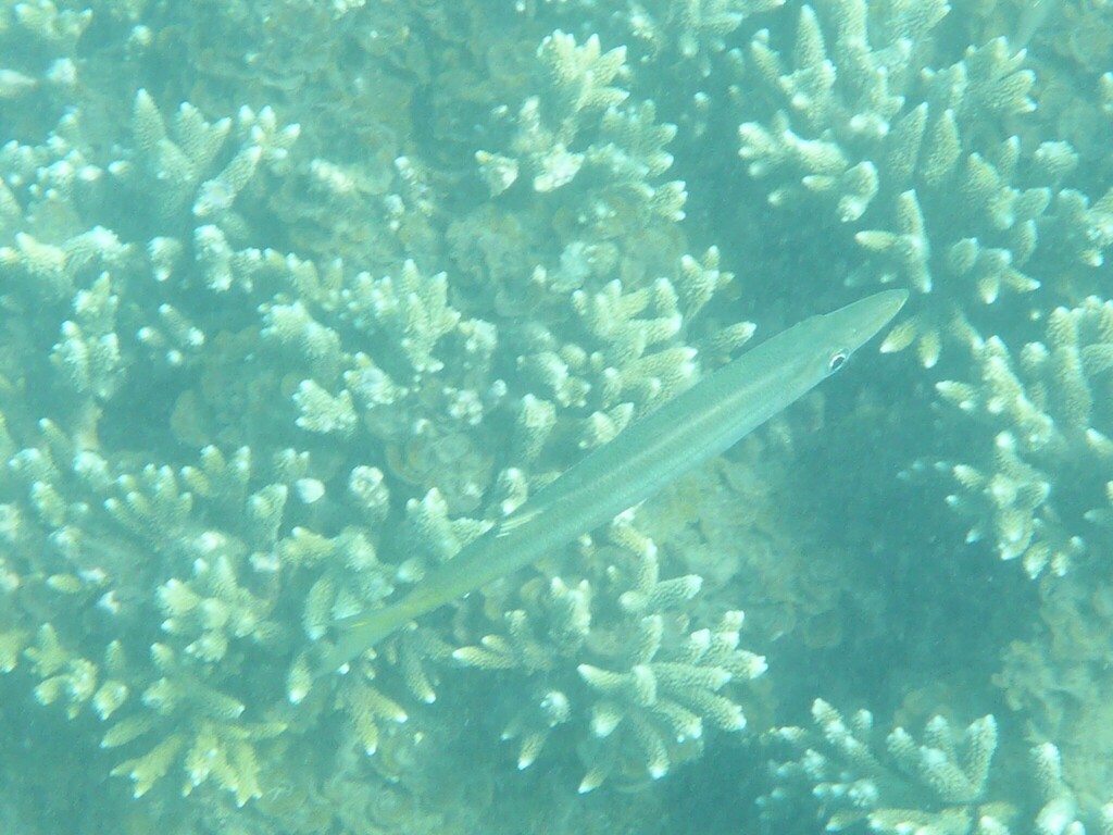 Striped Barracuda from Livingstone, QLD, Australia on August 6, 2023 at ...
