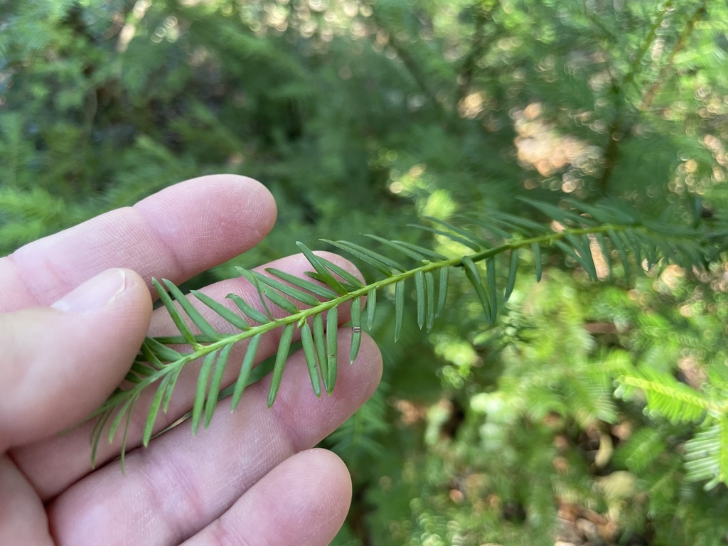 Florida yew in November 2023 by mguinta · iNaturalist