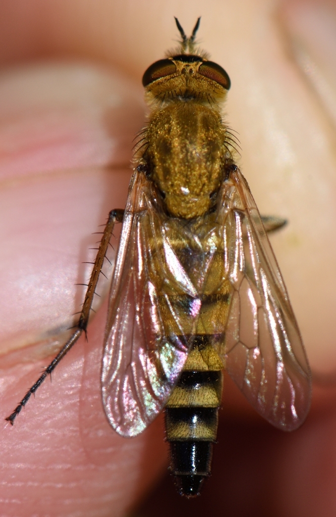 Thereva handlirschi from 06620 Cipières, France on July 7, 2023 at 10: ...