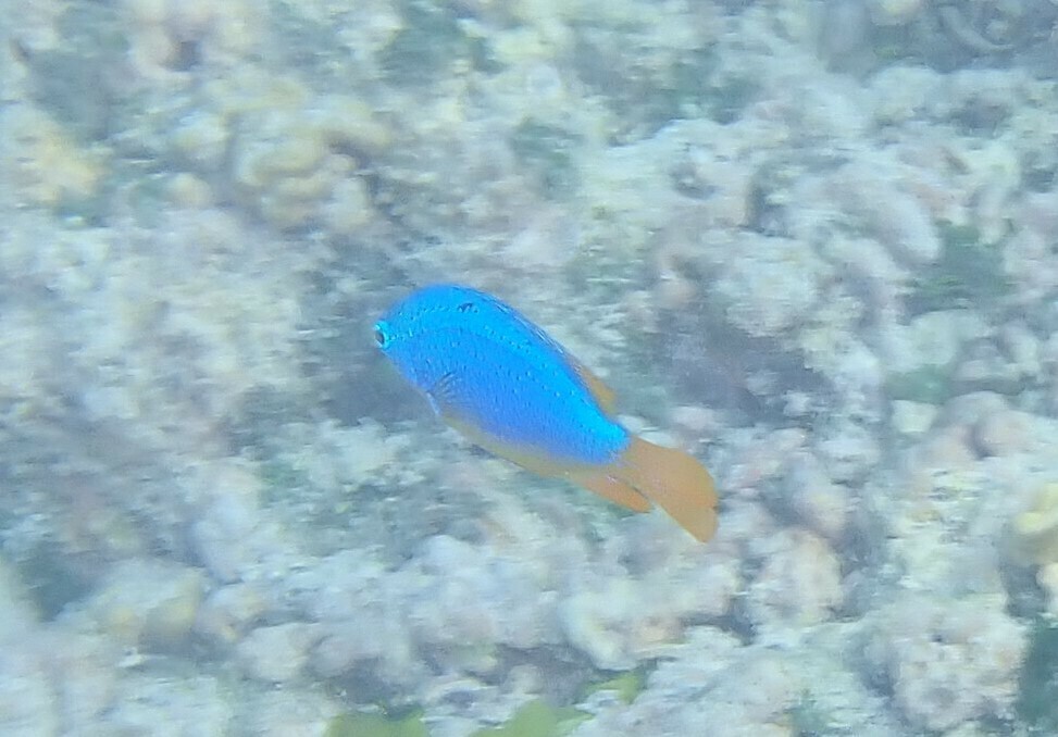Neon Damselfish from Central Diamond Islet, Australia on November 1 ...