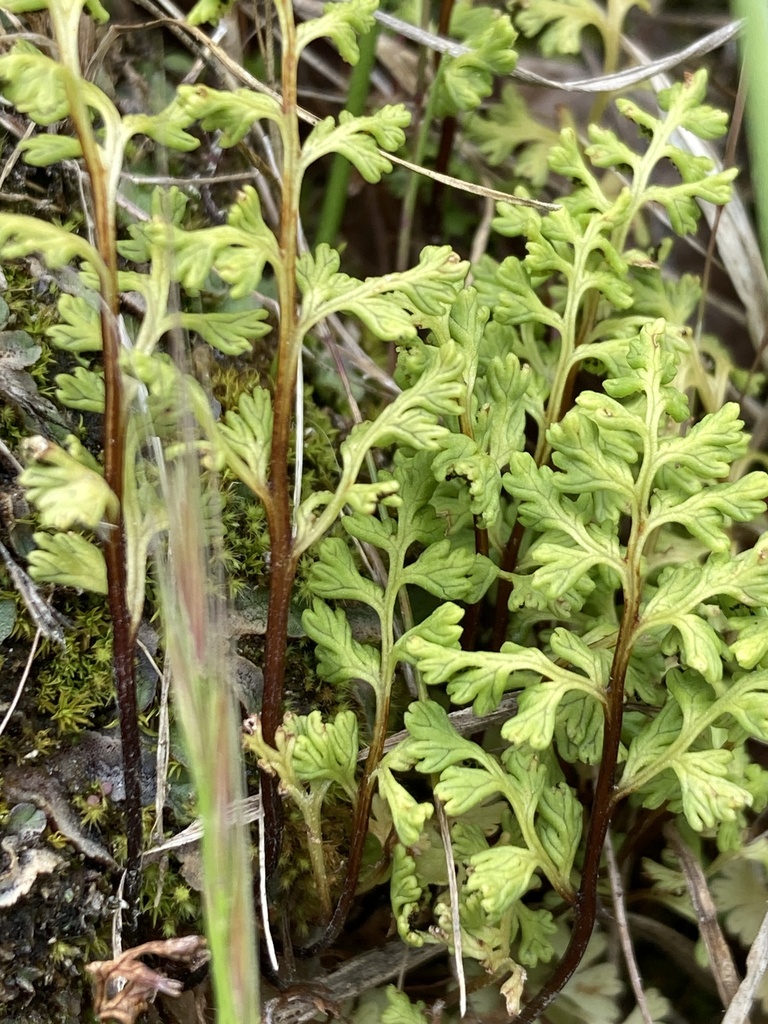 Jersey fern in November 2023 by Erin Gallagher · iNaturalist