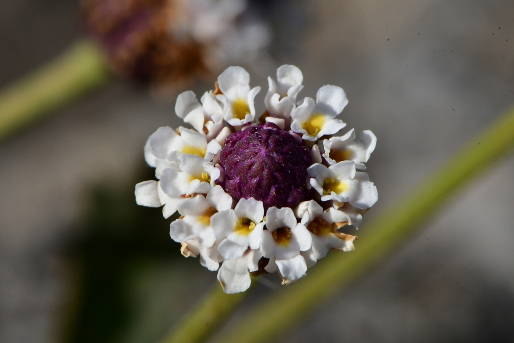 turkey tangle frogfruit (Plants of Anguilla) · iNaturalist