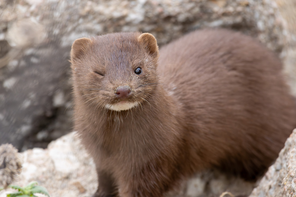 American Mink from 3800 NW 105th St, Lincoln, NE 68524, USA on November ...