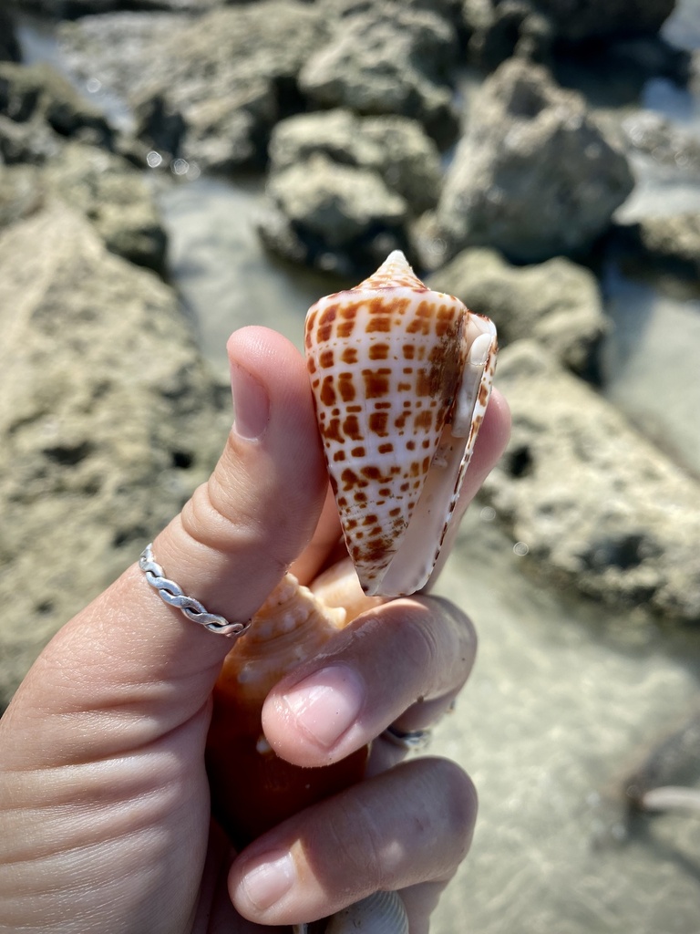 Alphabet Cone from North Atlantic Ocean, Naples, FL, US on November 3 ...