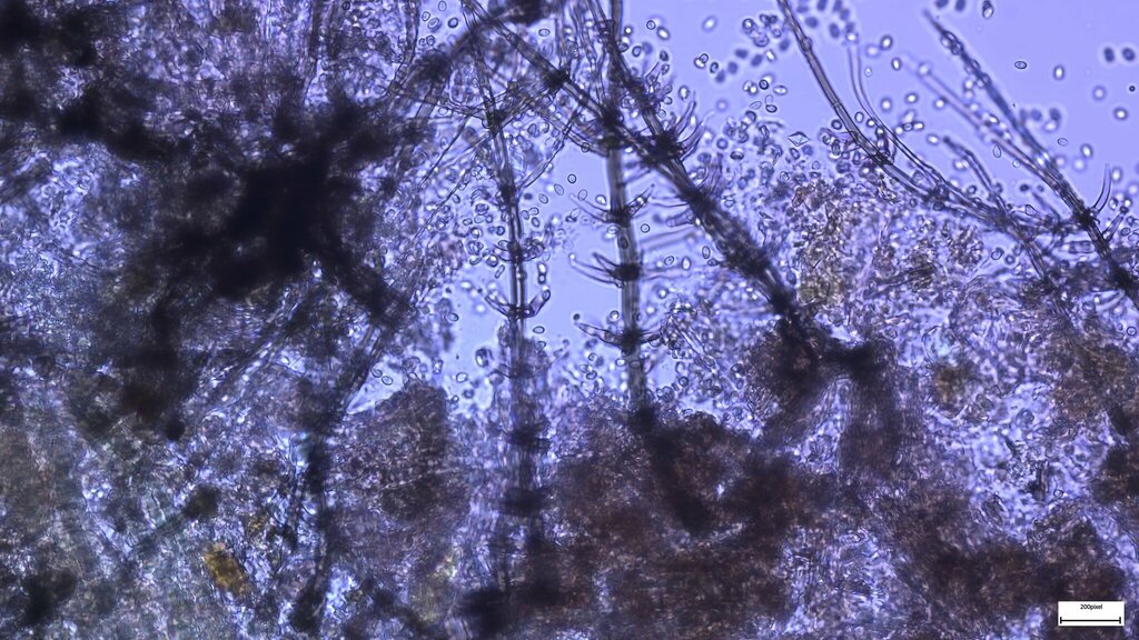 Chloridium gonytrichii from 日本、神奈川県横浜市緑区新治町 新治市民の森 on November 3, 2023 ...