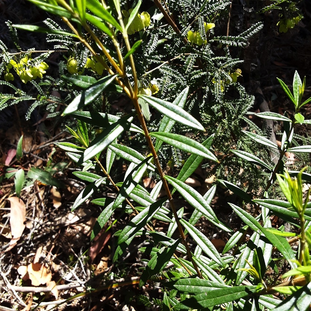 Logania albiflora from Gardens of Stone SCA, Lidsdale NSW 2790 ...