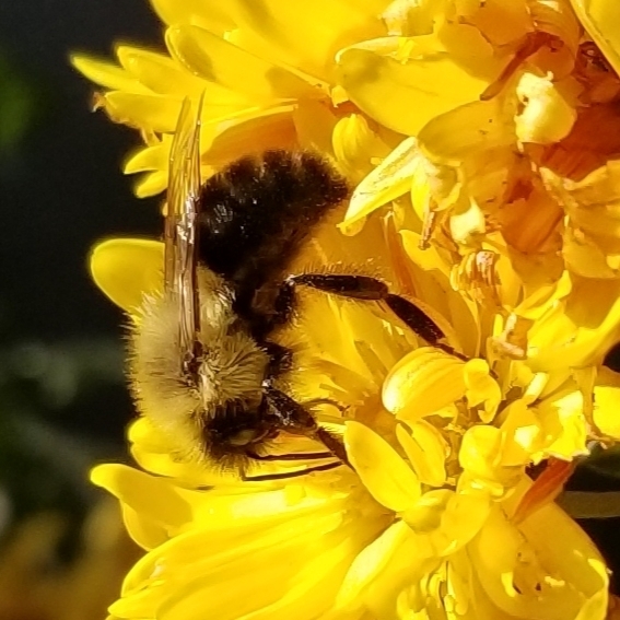 Common Eastern Bumble Bee in November 2023 by DP. Bumble Bee on ...